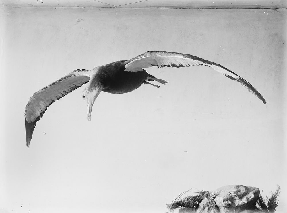 [Albatross] by Burton Brothers. | Free Photo - rawpixel