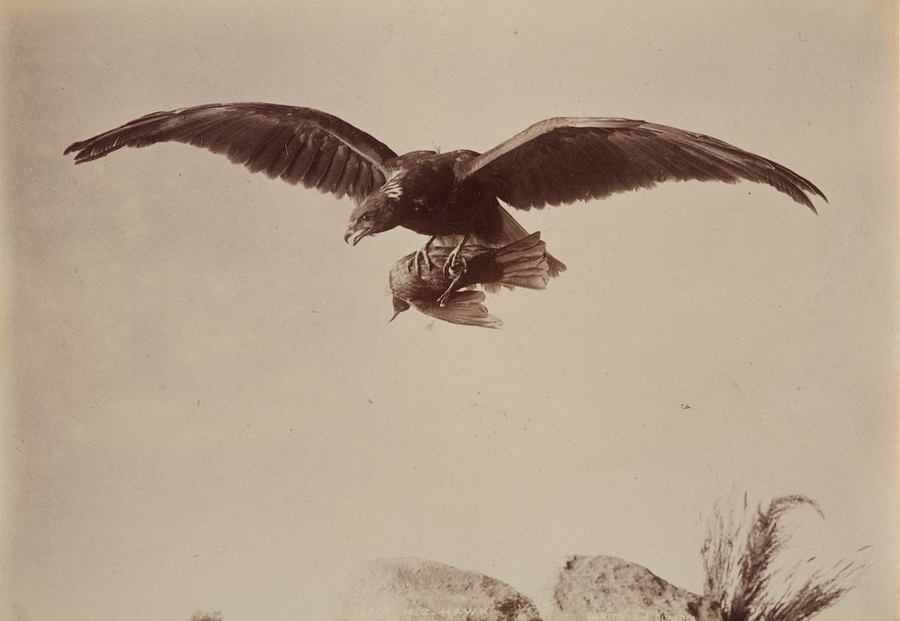 New Zealand Hawk (circa 1880-1898) | Free Photo - rawpixel