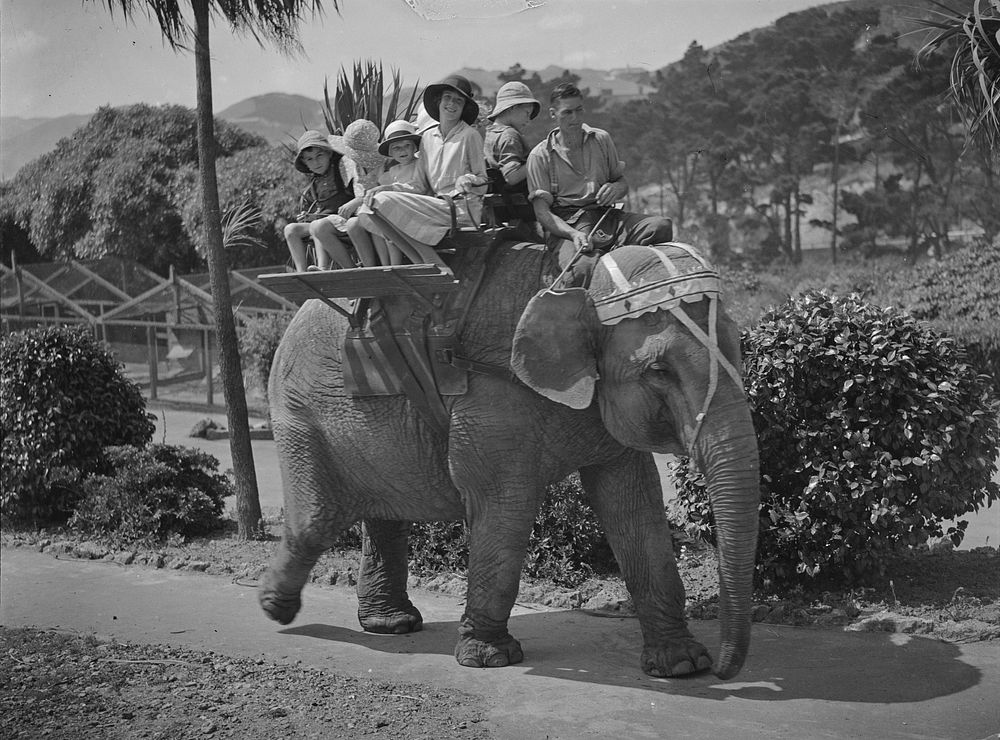An elephant ride - Wellington | Free Photo - rawpixel