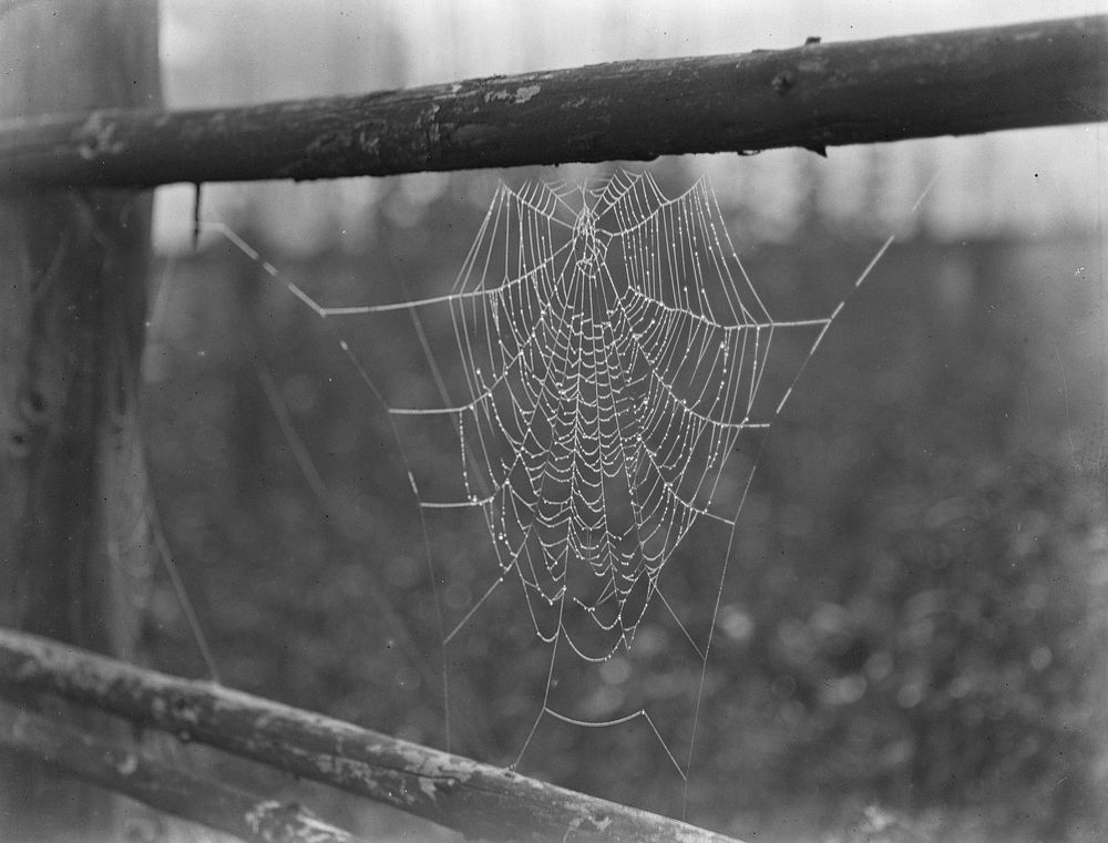 "Spider's web" (1906-1917) George Crombie | Free Photo - rawpixel