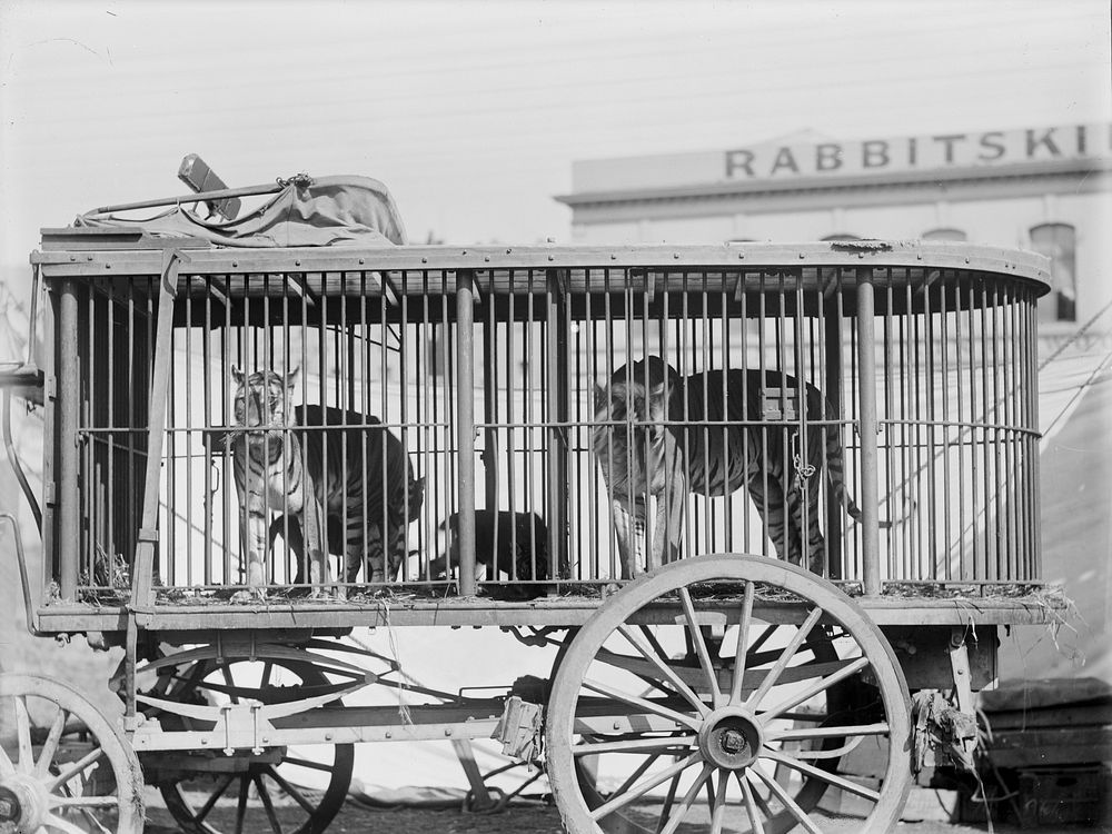 Fitzgerald Brothers Circus & Menagerie | Free Photo - rawpixel