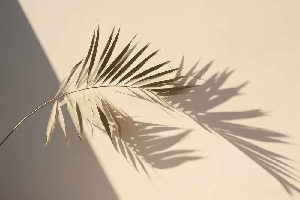 Shadow palm tree nature plant | Premium Photo - rawpixel