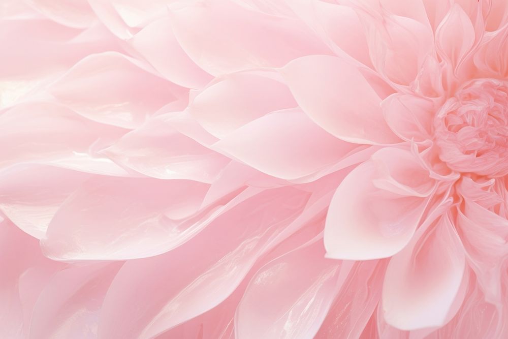 Macro flower texture dahlia petal | Free Photo - rawpixel