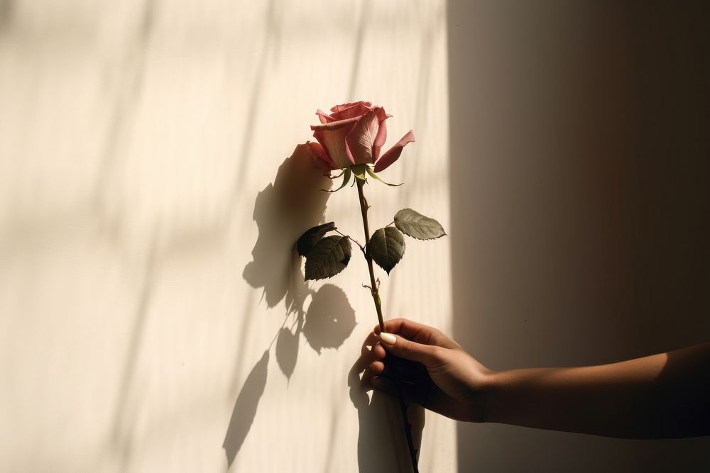 Shadow hand holding rose silhouette | Free Photo - rawpixel