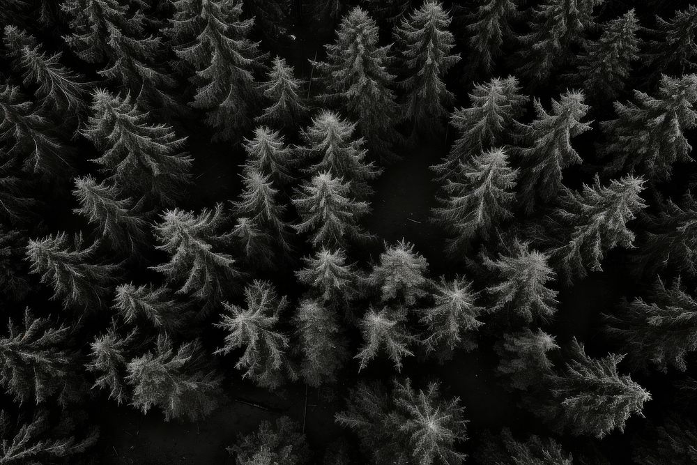 Pine forest black outdoors nature. | Free Photo - rawpixel