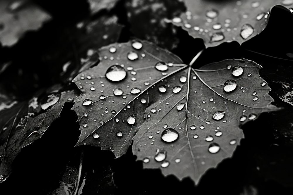 Autumn plant black leaf. | Free Photo - rawpixel