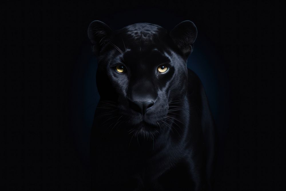 panther wildlife animal mammal. | Premium Photo - rawpixel