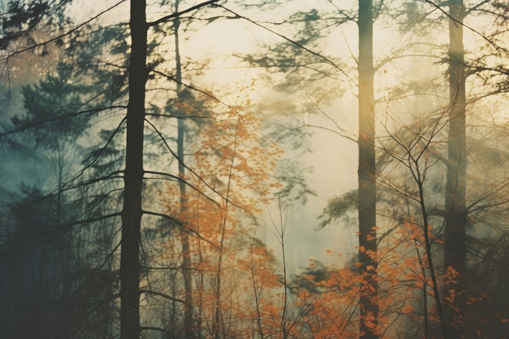 Close forest autumn view outdoors | Free Photo - rawpixel