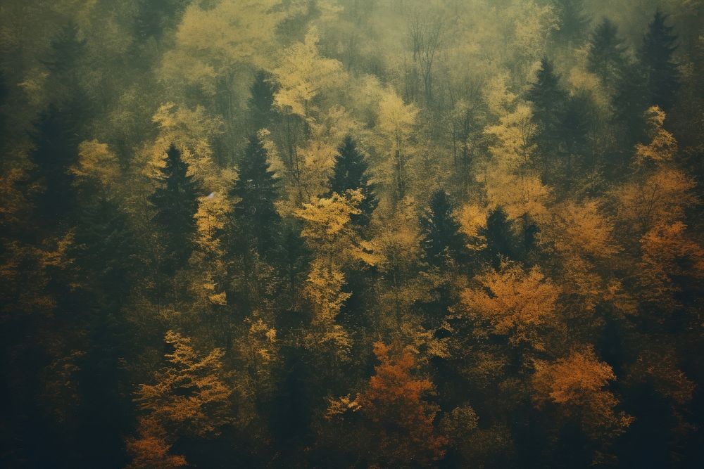 Top view forest autumn view | Free Photo - rawpixel