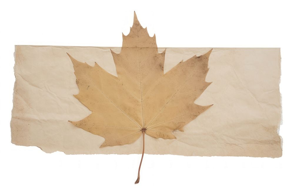 Maple leaf plant tree white | Free Photo - rawpixel