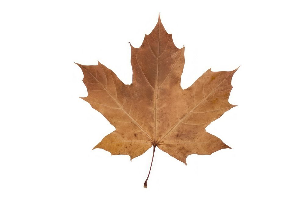 Maple leaf plant tree white | Free Photo - rawpixel