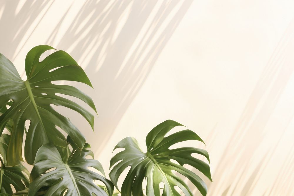 Monstera backgrounds sunlight plant. | Premium Photo - rawpixel