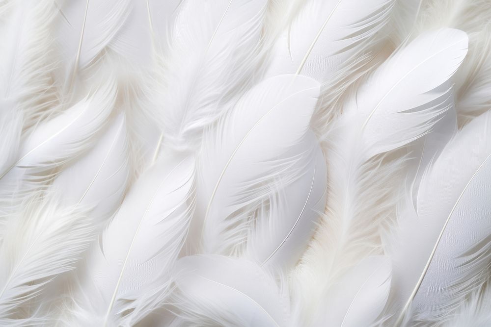 White feathers backgrounds bird lightweight. | Premium Photo - rawpixel