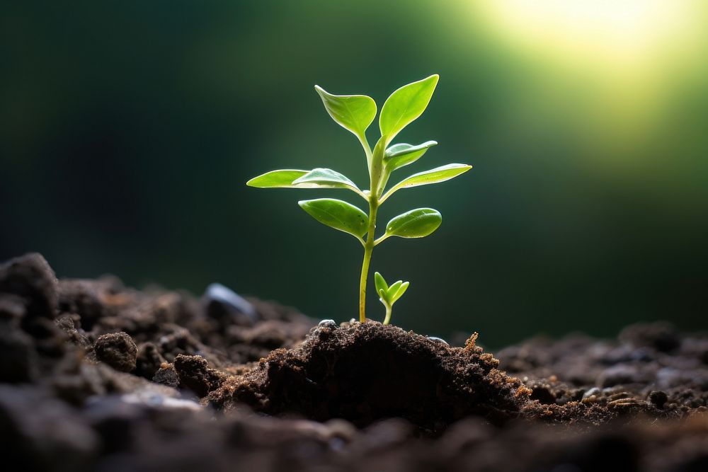 plant sapling leaf soil agriculture. | Premium Photo - rawpixel