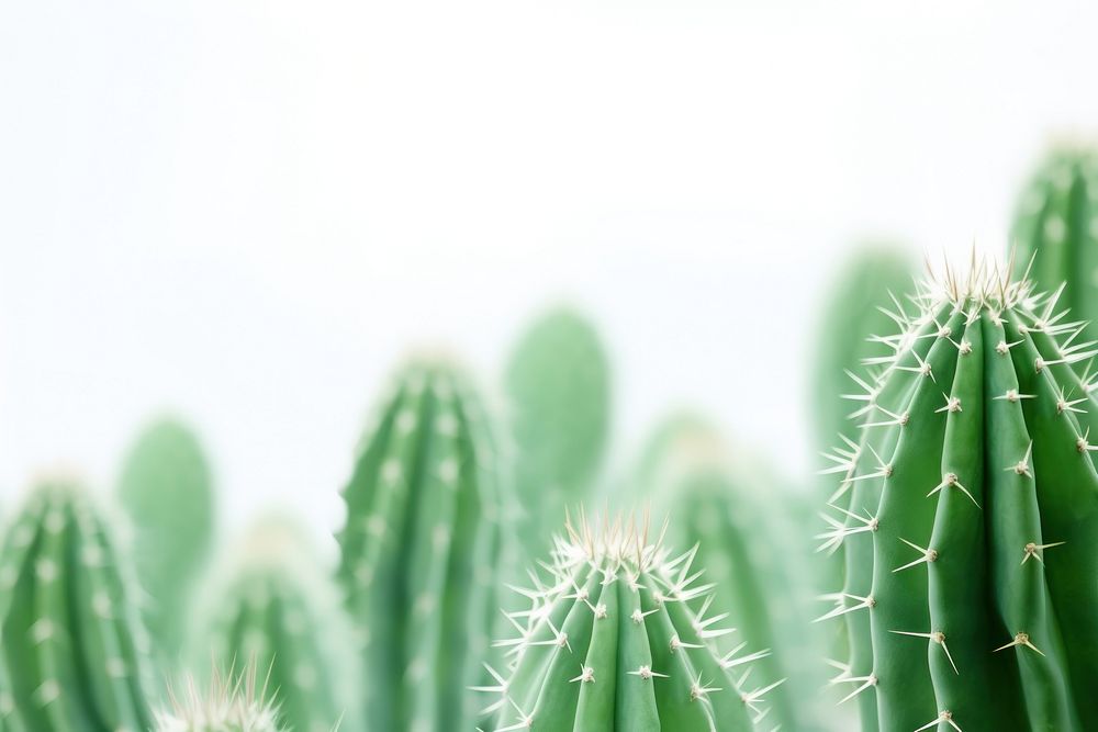 Cactus backgrounds plant copy space. | Free Photo - rawpixel