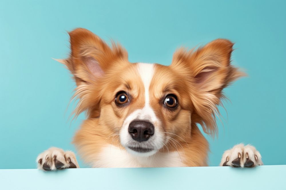 Border collie dog papillon spaniel. | Premium Photo - rawpixel