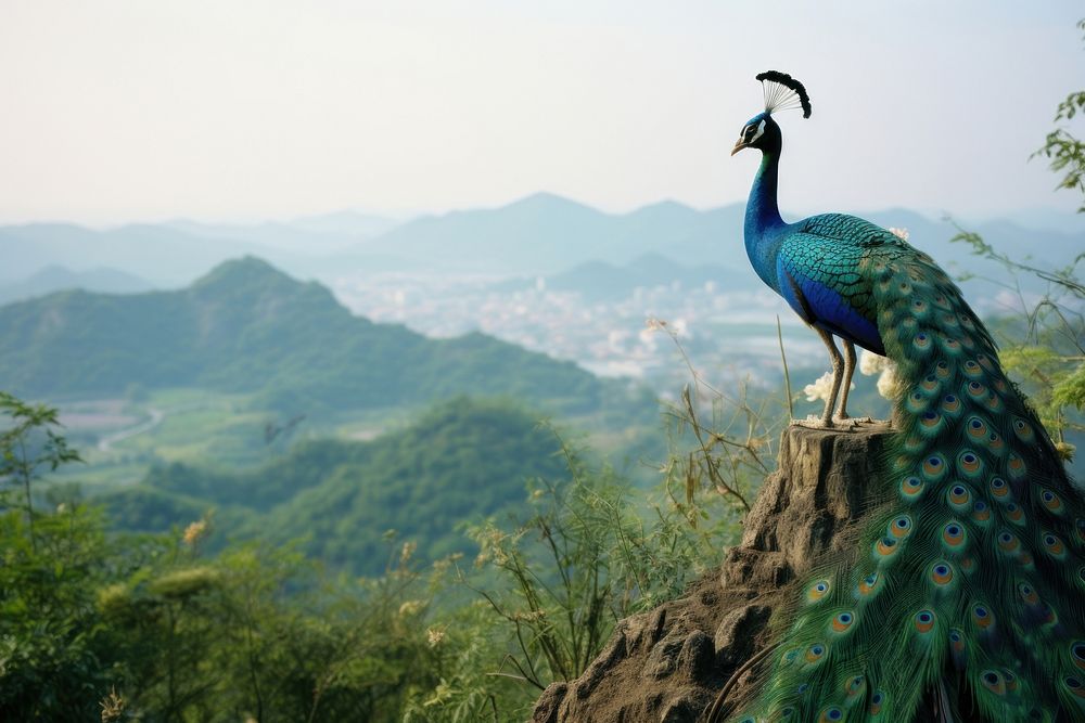 Peacock landscape animal plant. AI | Free Photo - rawpixel