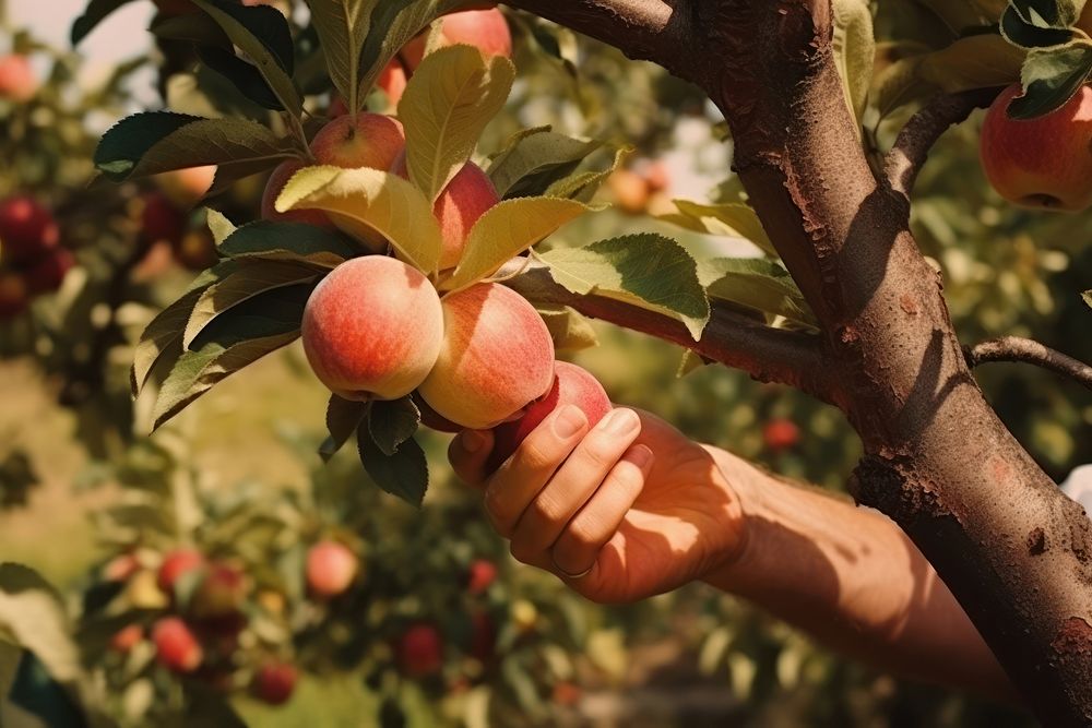 Apples apple orchard picking plant | Free Photo - rawpixel