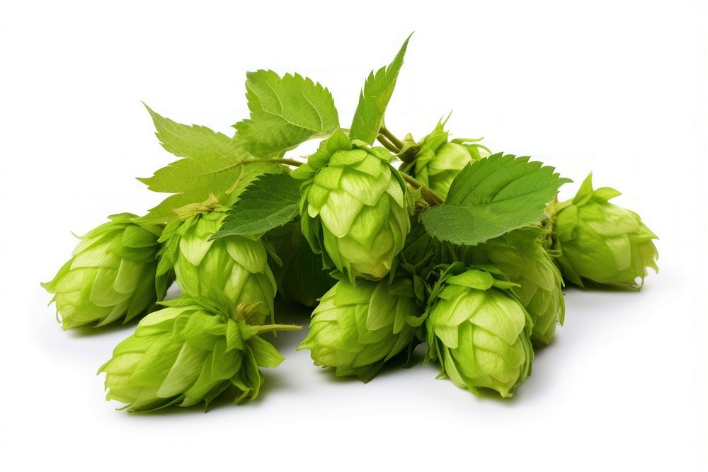 Green hops green fruit plant. | Premium Photo - rawpixel