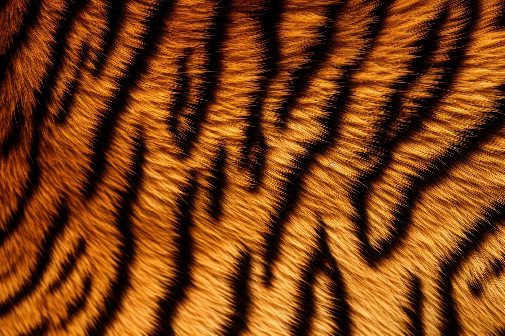 Tiger skin wildlife texture animal. | Free Photo - rawpixel