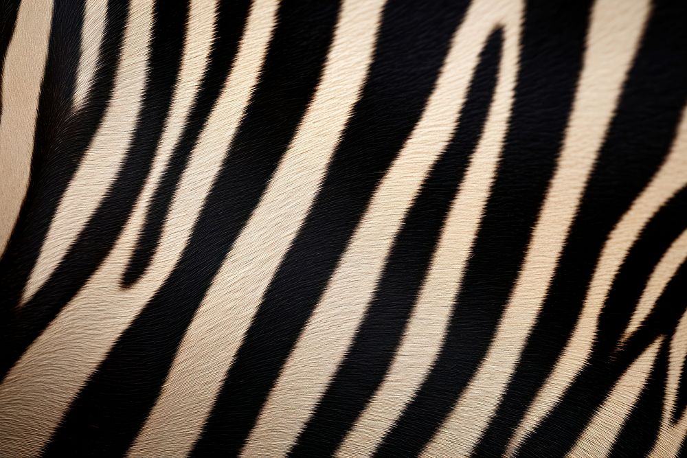 Zebra skin wildlife animal mammal. | Free Photo - rawpixel