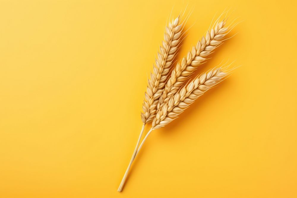 Wheat food agriculture triticale. | Free Photo - rawpixel