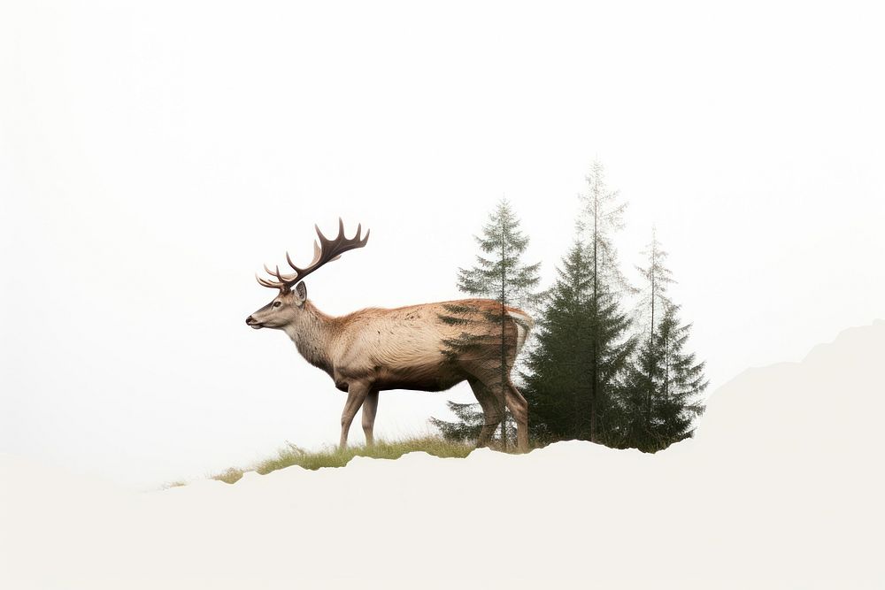 Deer bend neck wildlife forest | Free Photo Illustration - rawpixel