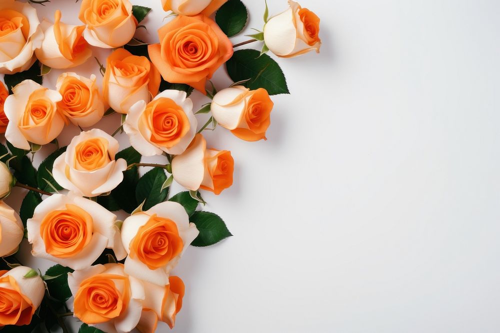 Orange roses flower petal plant. | Free Photo - rawpixel
