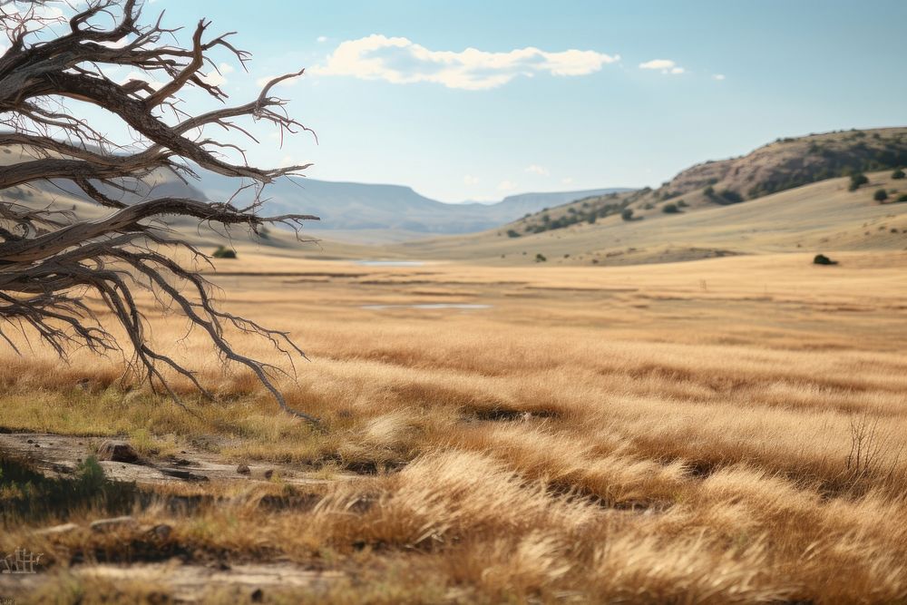 Dry forest grasslands landscape outdoors | Free Photo - rawpixel