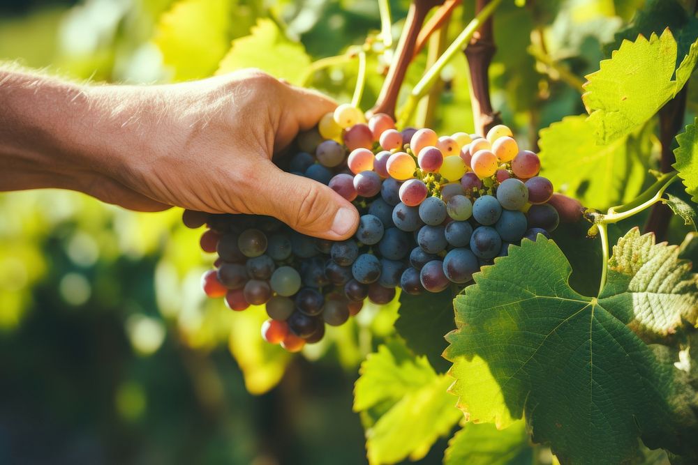 Grapes farm vineyard outdoors. | Free Photo - rawpixel