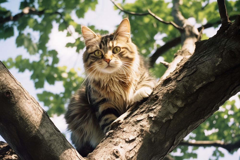 cat tree animal mammal plant. | Premium Photo - rawpixel