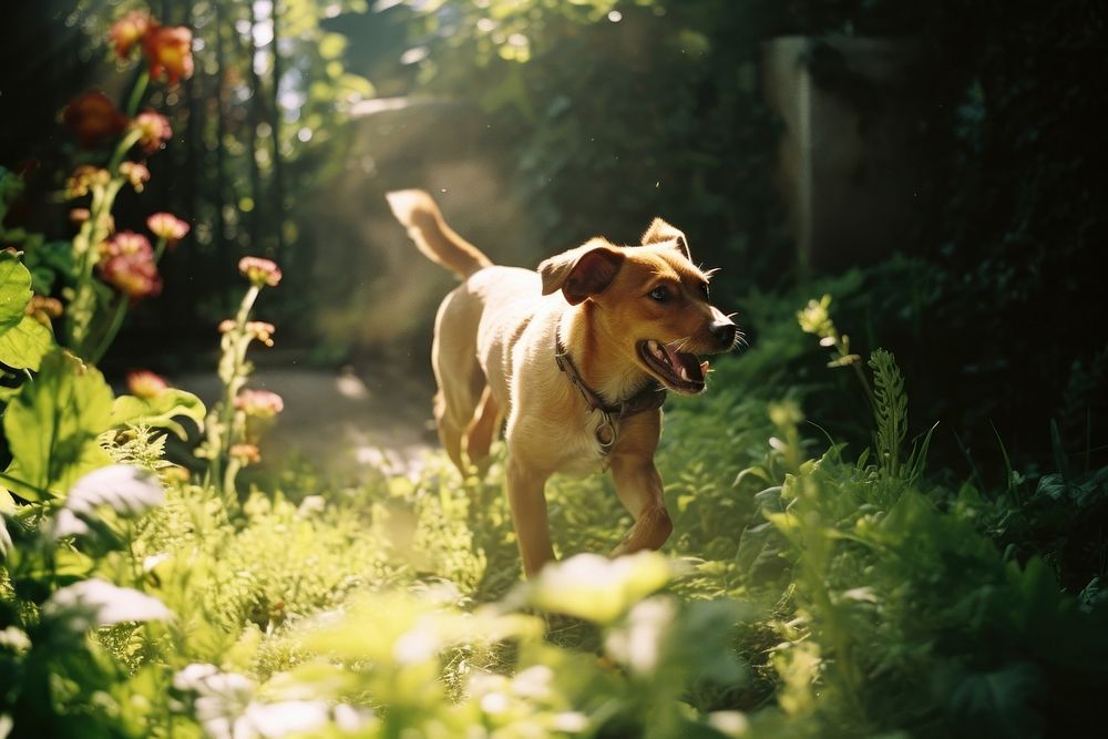 dog running garden outdoors mammal | Free Photo - rawpixel