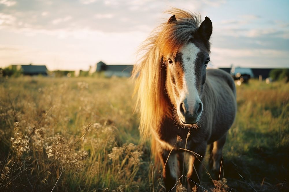 pony outdoors mammal animal. | Premium Photo - rawpixel