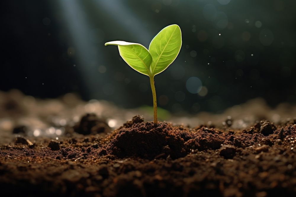 Small plant growing flat soil | Free Photo - rawpixel
