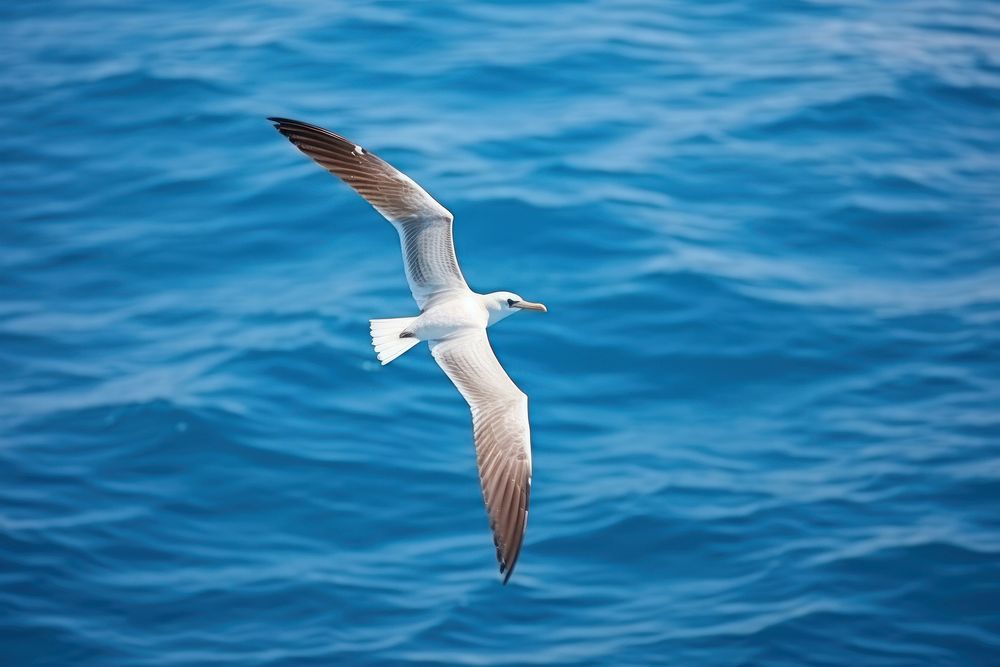 Albatross flying seagull animal. AI | Free Photo - rawpixel