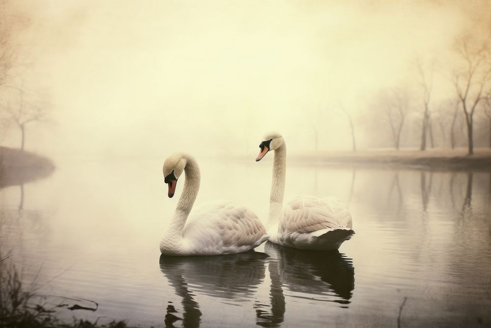 couple swan lake background outdoors | Free Photo - rawpixel