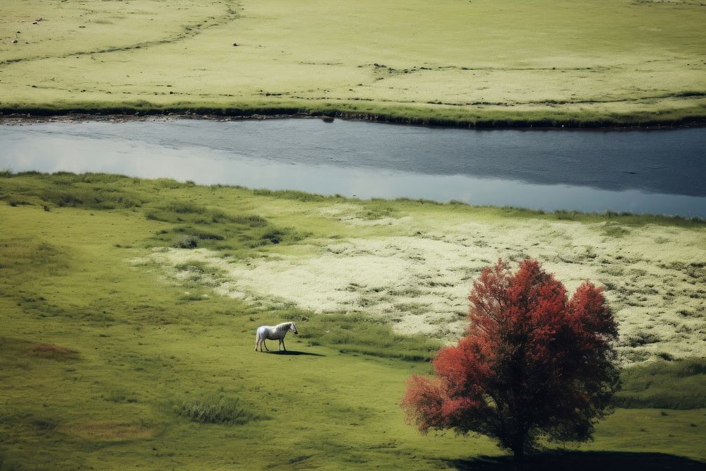 Meadow horse farm landscape grassland | Free Photo - rawpixel