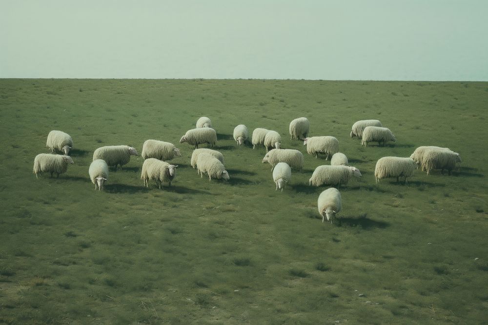 Group sheeps pale green farm | Free Photo - rawpixel