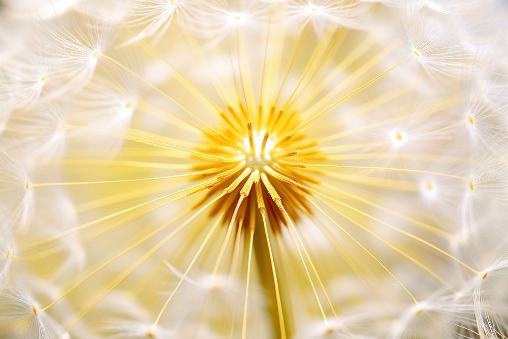 Dandelion flower plant inflorescence. | Premium Photo - rawpixel