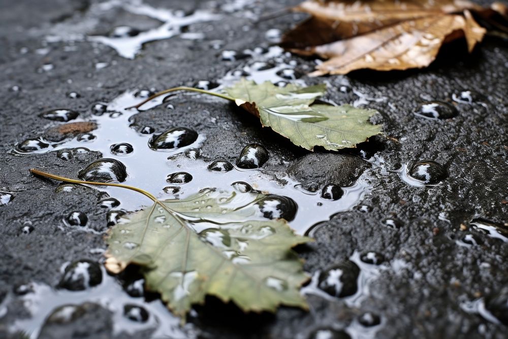 Rain water ground puddle plant | Free Photo - rawpixel