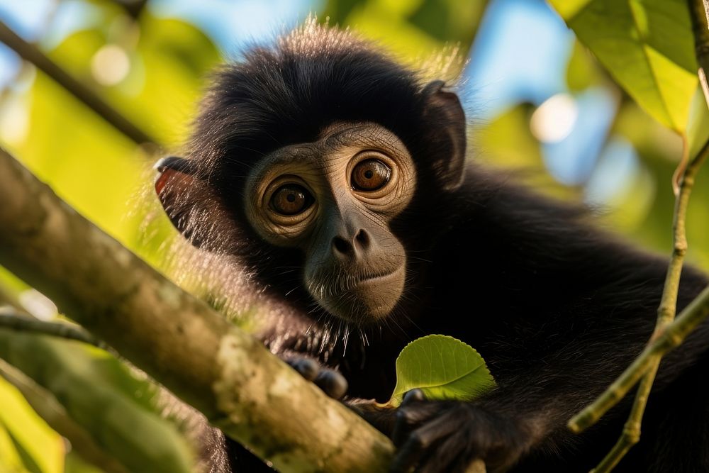 Rainforest monkey wildlife animal. AI | Free Photo - rawpixel