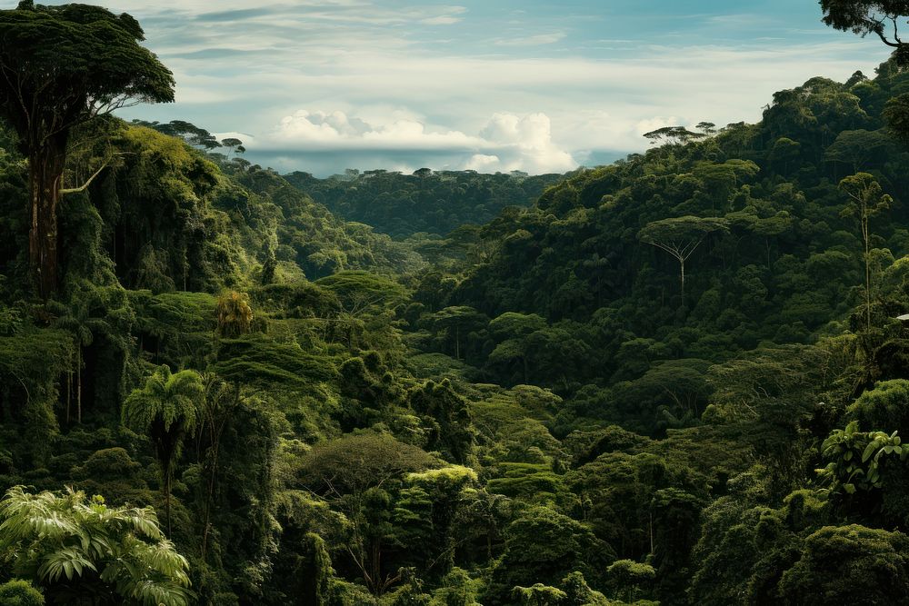 Amazon Rainforest vegetation rainforest landscape. | Free Photo - rawpixel
