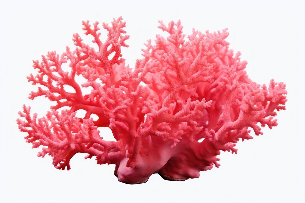 Underwater nature sea white background. | Premium Photo - rawpixel