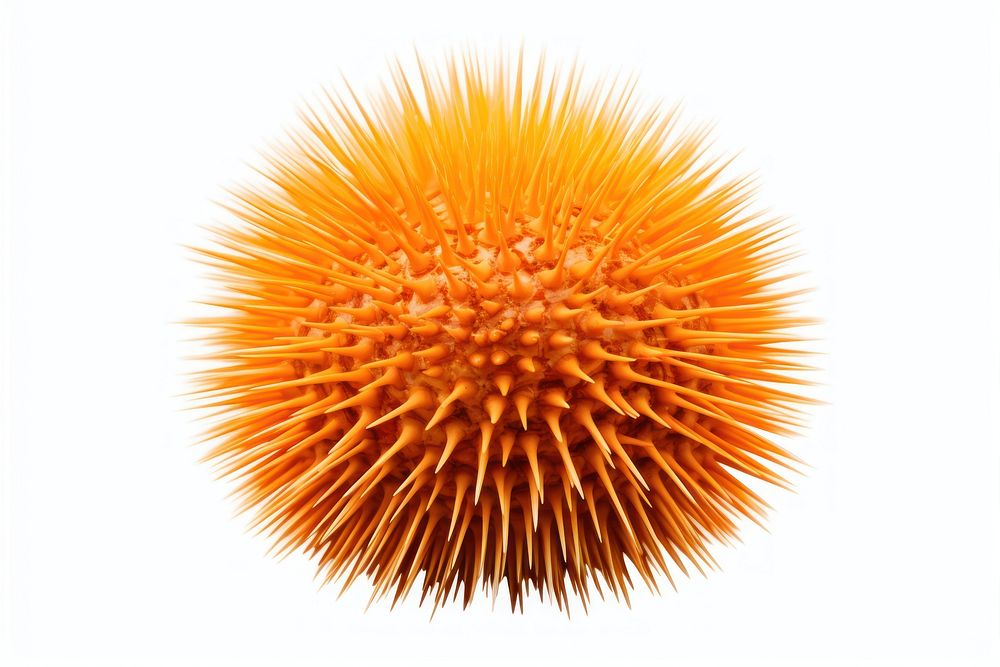 Underwater urchin white background invertebrate. | Free Photo - rawpixel