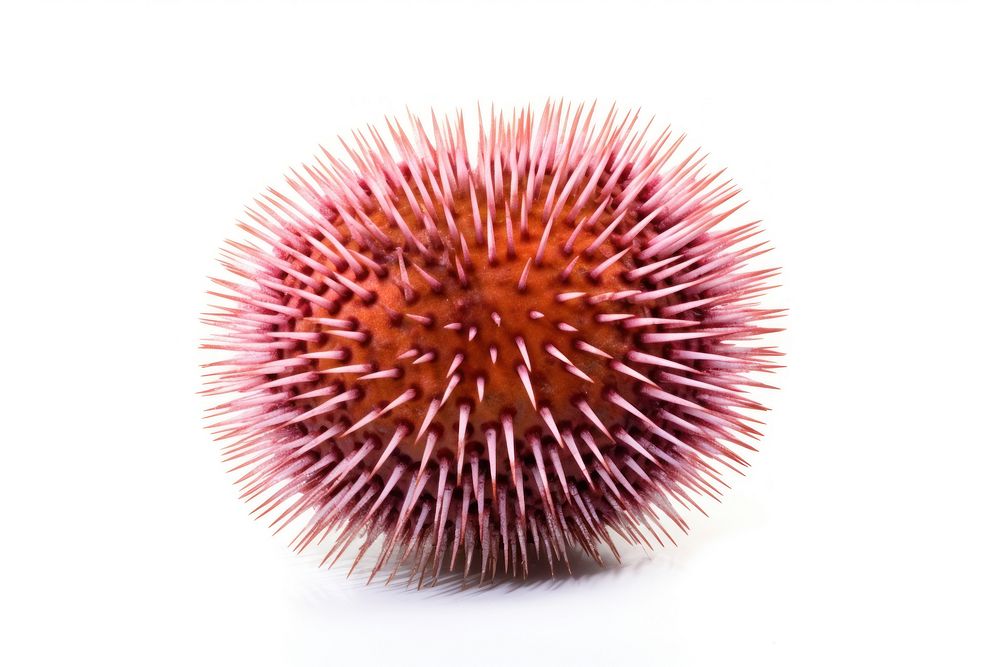 Underwater urchin white background invertebrate. | Premium Photo - rawpixel