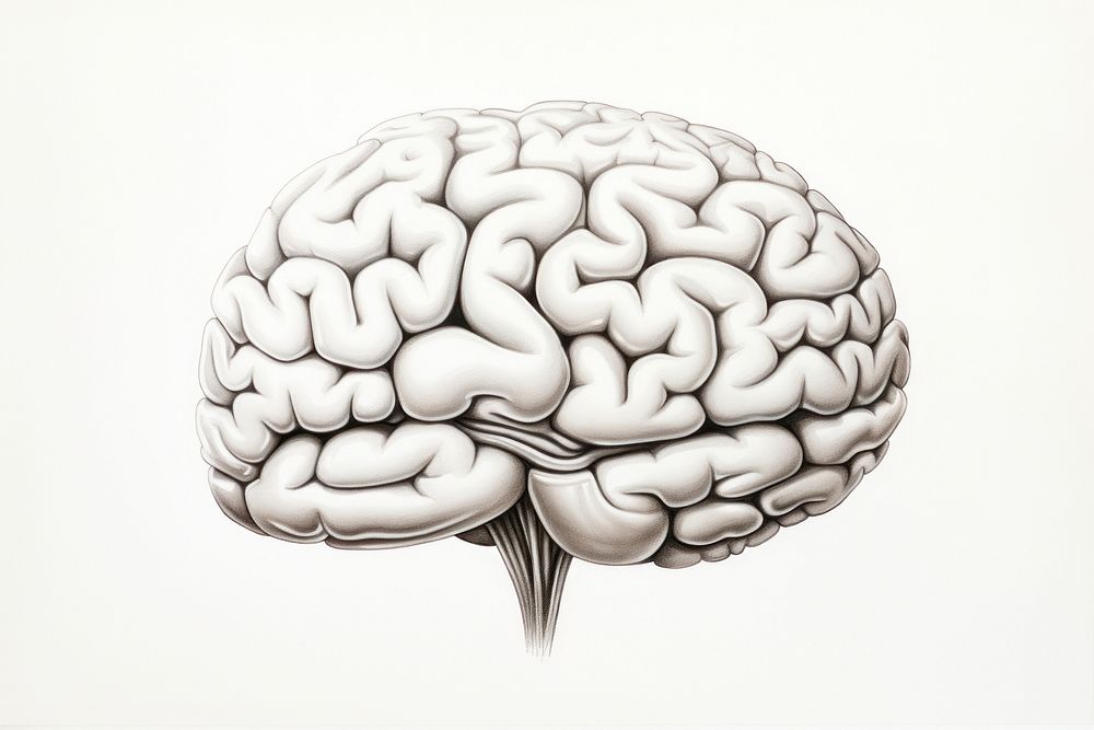 Human brain drawing sketch illustrated. | Premium Photo Illustration ...