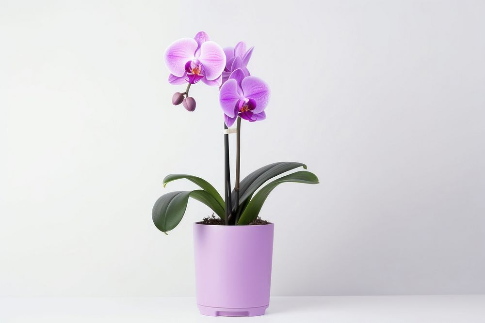 Purple Orchid pot plant orchid | Premium Photo - rawpixel