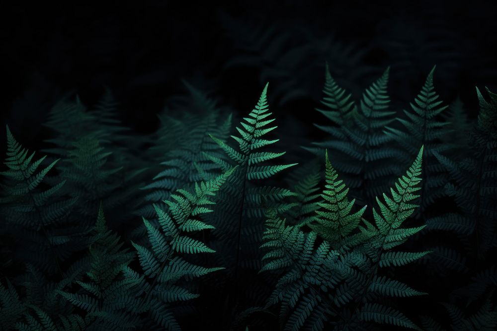 Ferns dark fern plant tranquility. | Free Photo - rawpixel