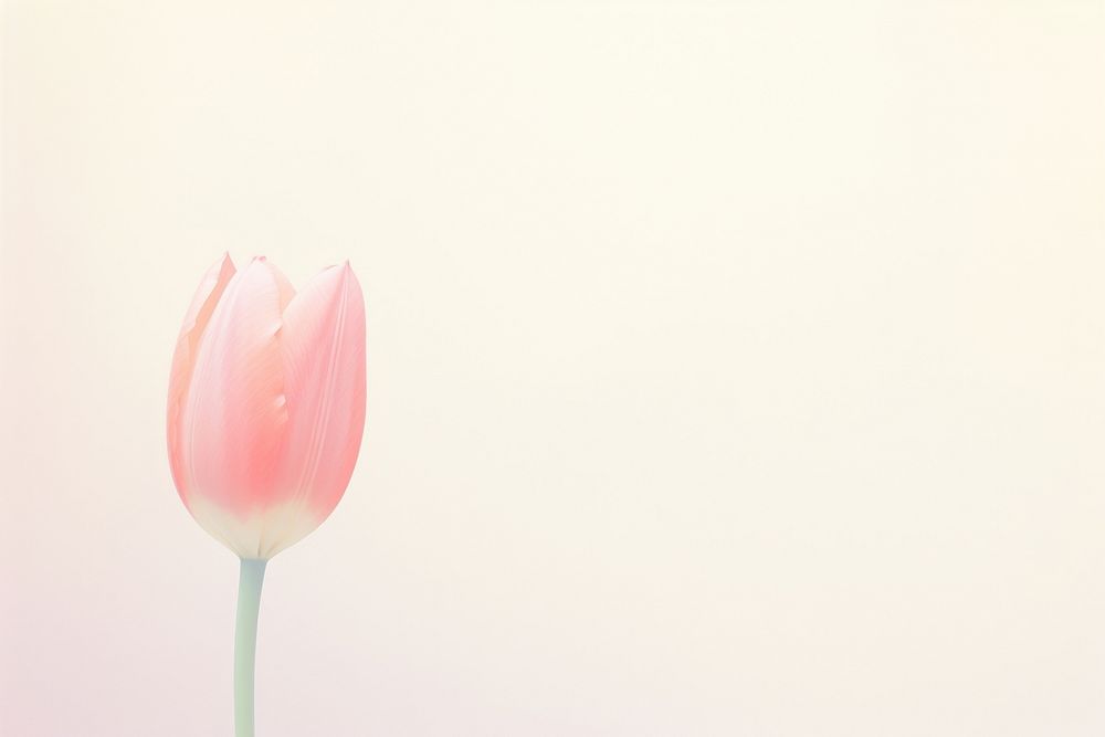 Tulip theme blossom flower petal. | Premium Photo Illustration - rawpixel