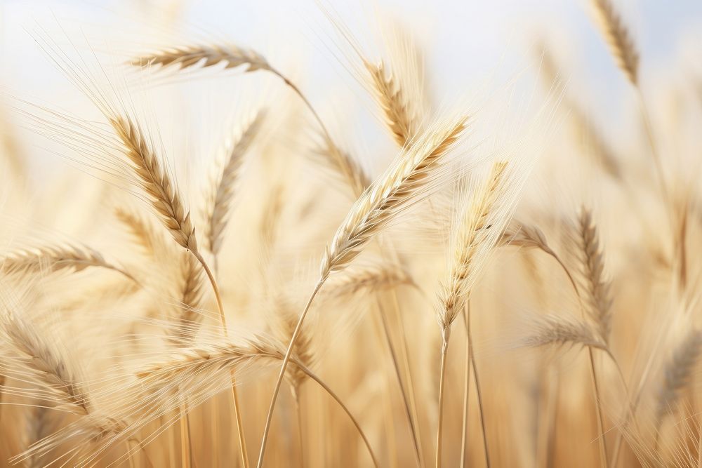 Wheat stalks blowing wind agriculture | Free Photo - rawpixel